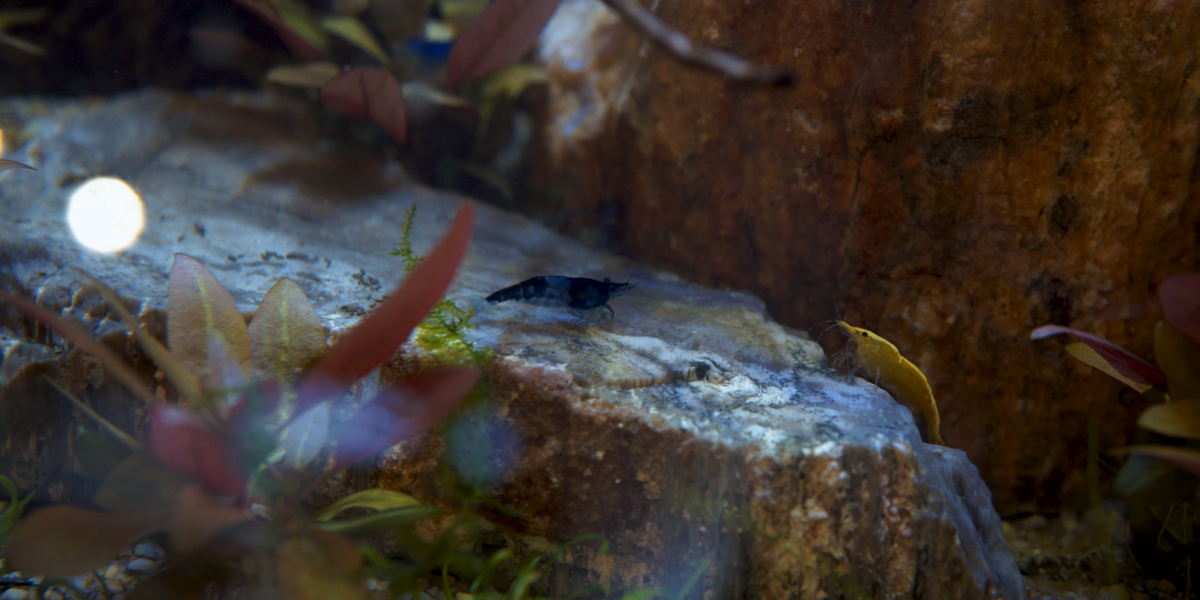 Cuboid Nature Aquarium opens at Peddler's Village - Peddler's Village